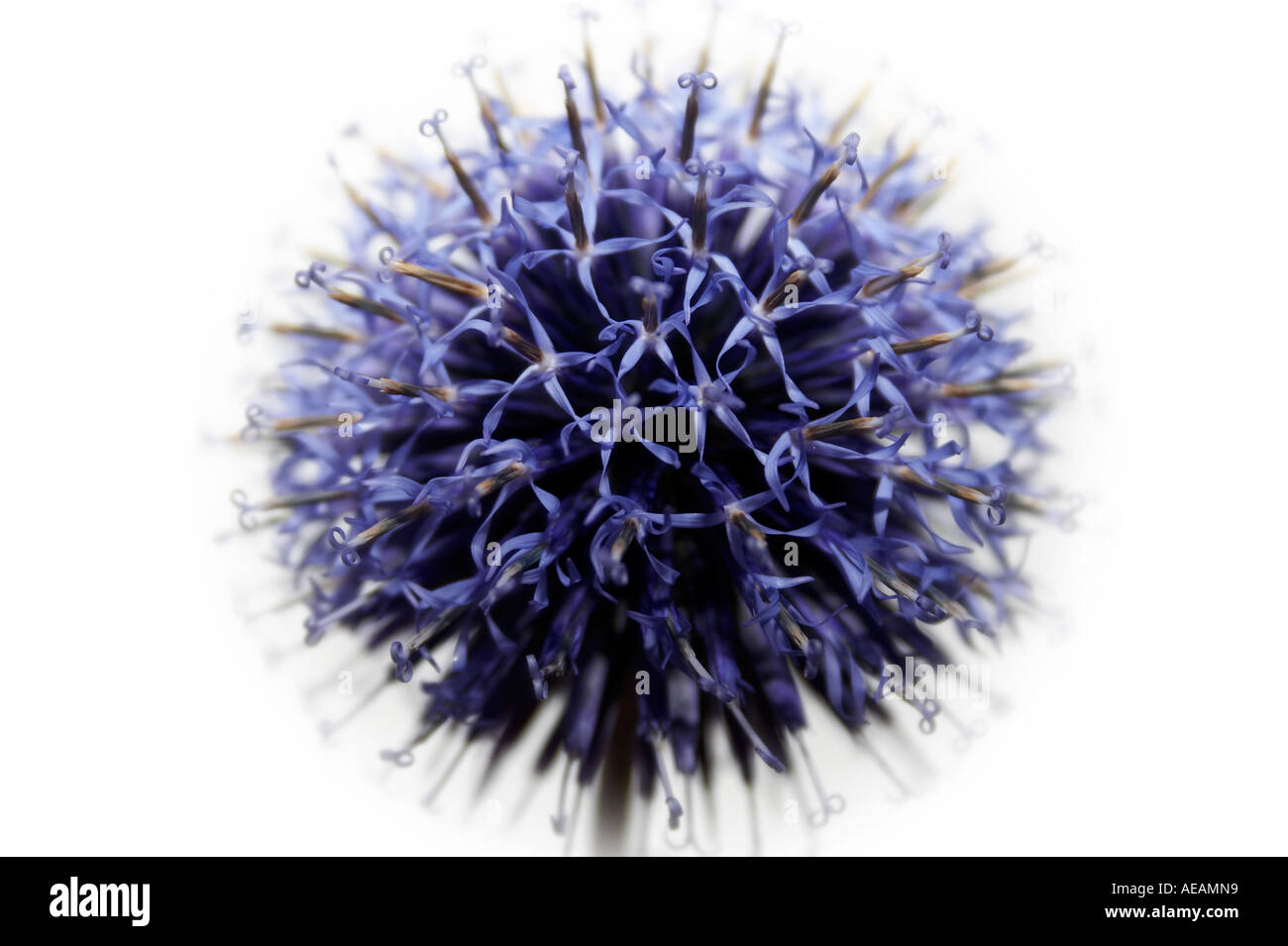 Spikey ball flower hi-res stock photography and images - Alamy