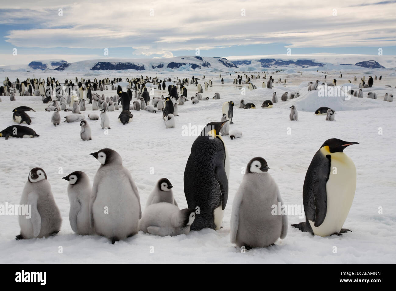 Antarctica Snow Hill Island Emperor Penguins Aptenodytes forsteri on ...