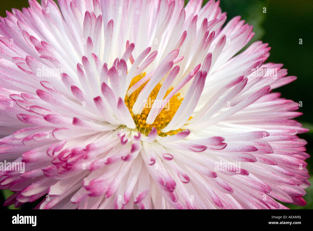 Bellis perennis tasso pink bellis perennis hi-res stock photography and ...