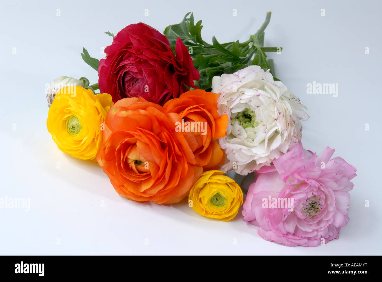 Turban Ranunculus, Persian Buttercup (Ranunculus asiaticus hybrid ...