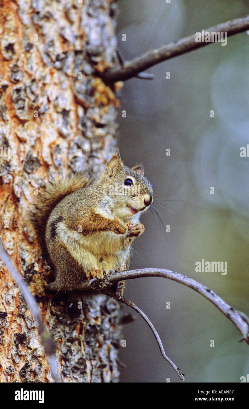 Squirrel eating fir cone hi-res stock photography and images - Alamy