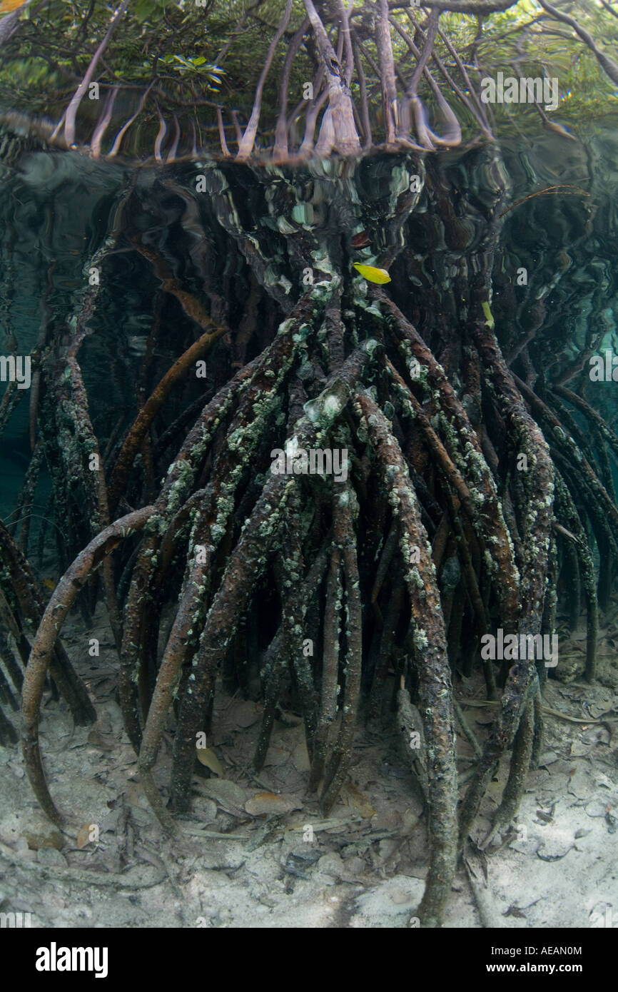 The distinctive prop roots of a red mangrove grow in the shallows of ...