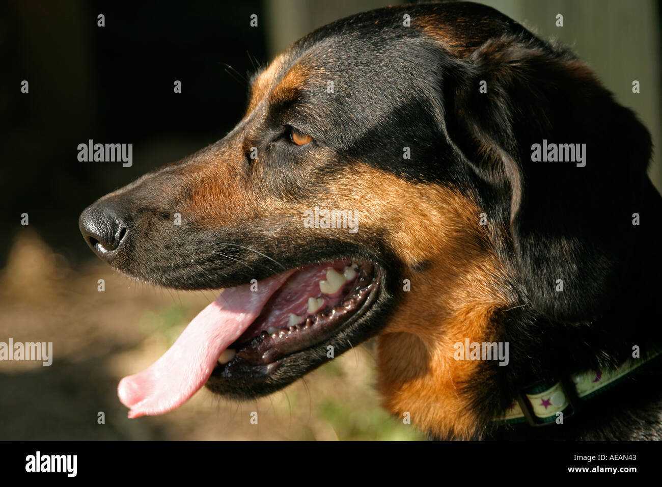 Doberman markings hi-res stock photography and images - Alamy