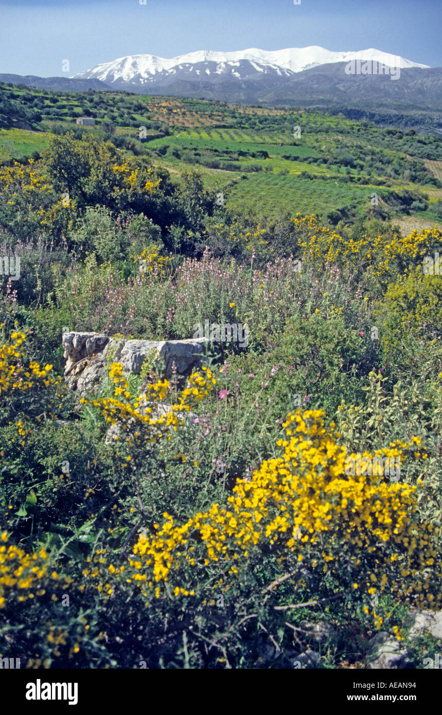 Snow covered Psiloritis mountain fields and vines under cultivation ...