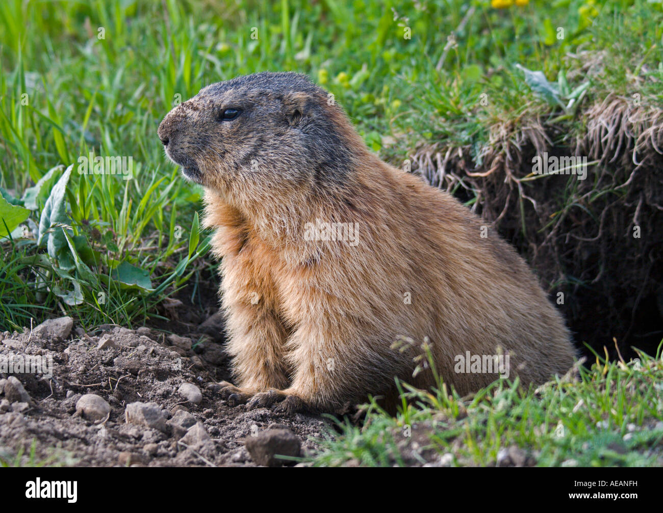 Alpine Marmot (marmota marmota) outside its Burrow, Dolomites, Italy ...