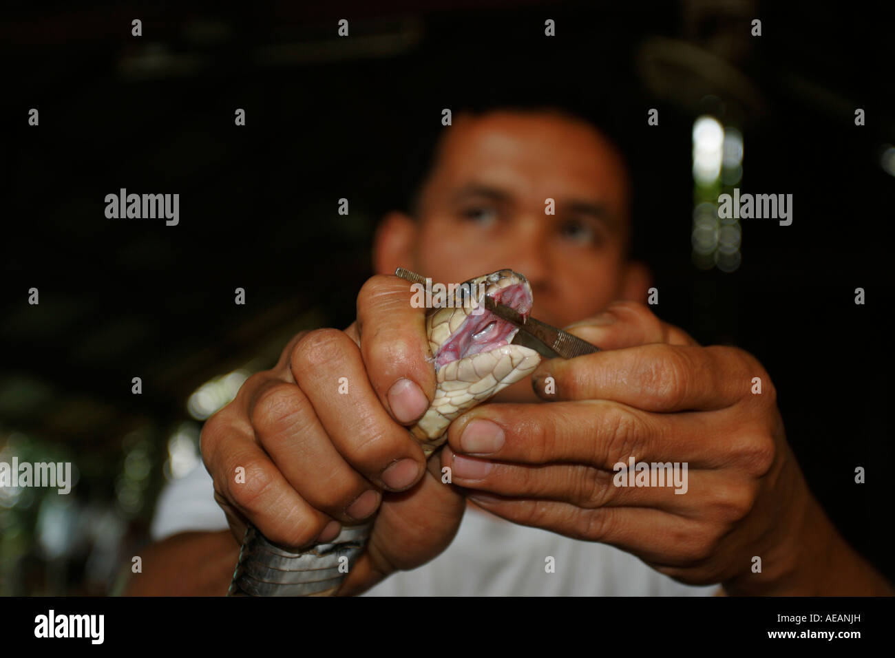 Snake farm in thailand hi-res stock photography and images - Alamy