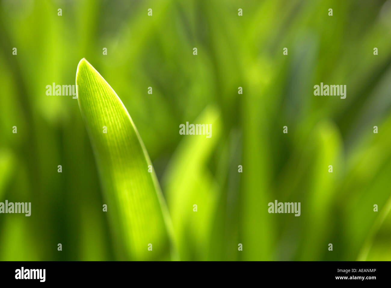 Lawns turf crops hi-res stock photography and images - Alamy