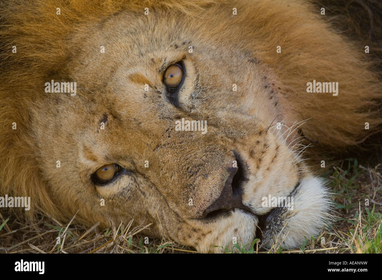 Closeup of male Lion awakening from sleep Kenya (Pantheras leo Stock ...