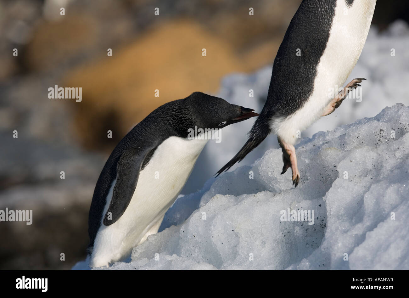 Antarctica Adelie Penguin Pygoscelis adeliae in snow at rookery at ...