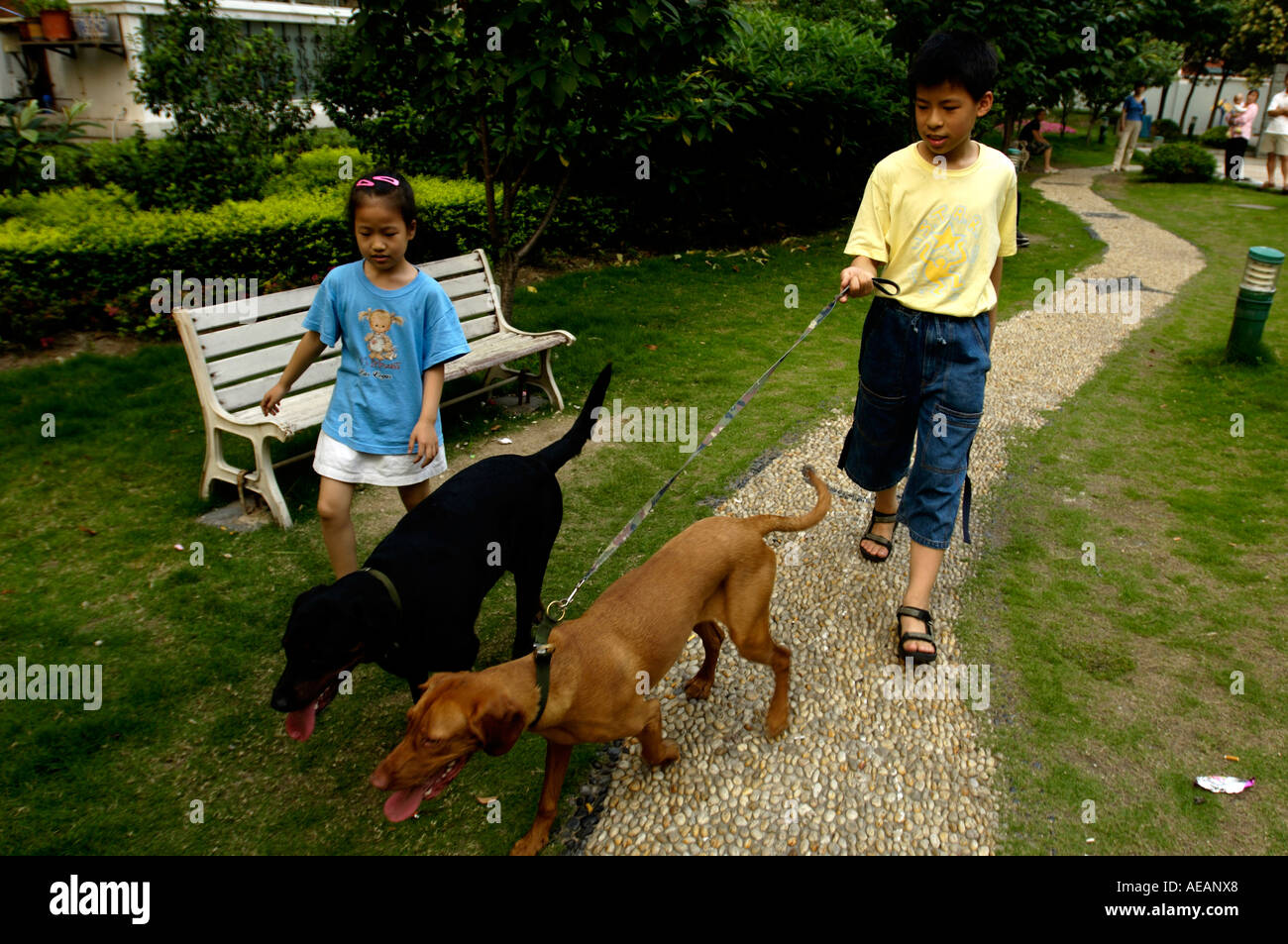 Children walk famous pet dogs in a Shanghai community China June 18 ...