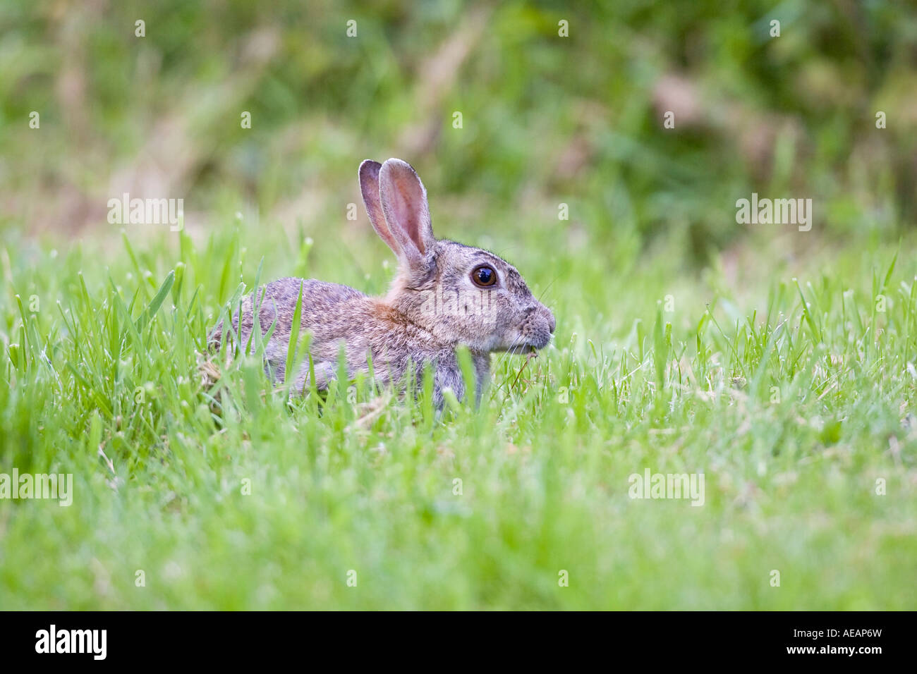 Common Rabbit Grazing "Oryctolagus cuniculus" Norfolk UK Stock Photo ...