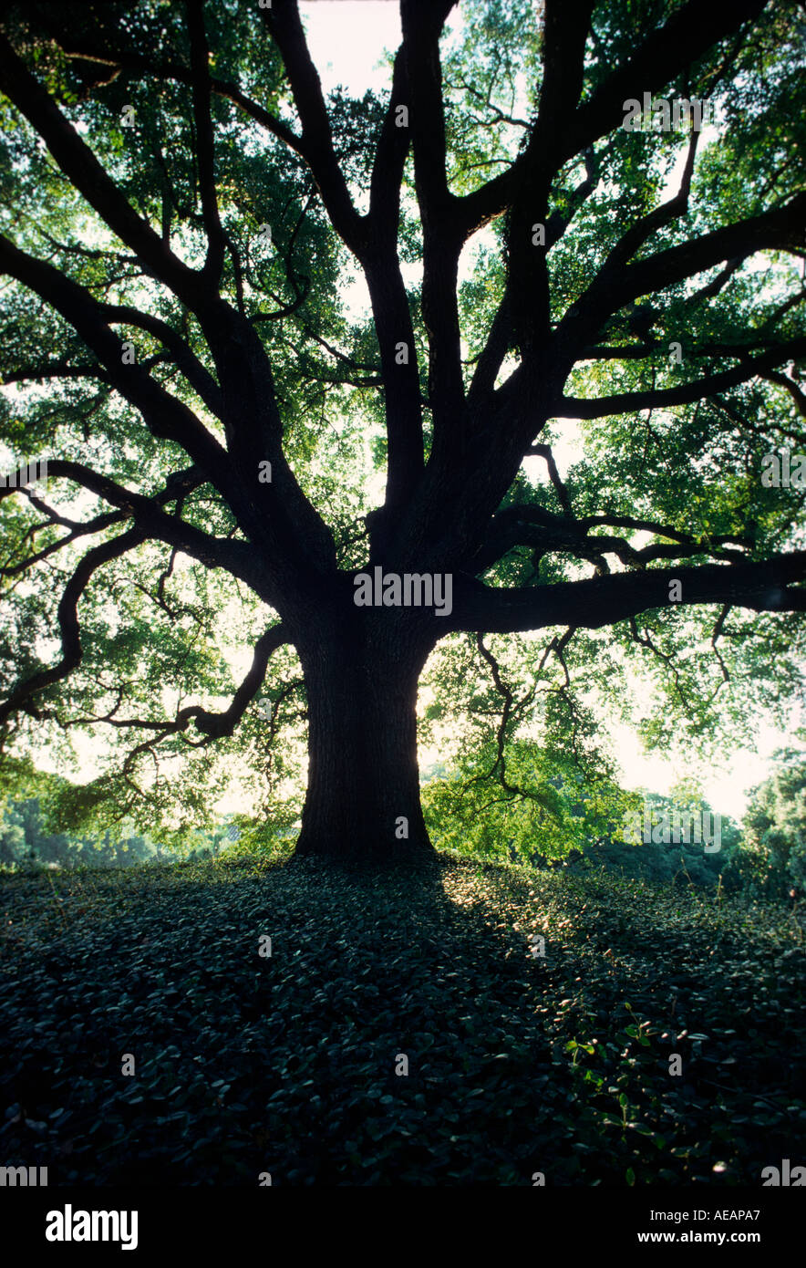 A graphic photograph of an old oak tree Stock Photo - Alamy