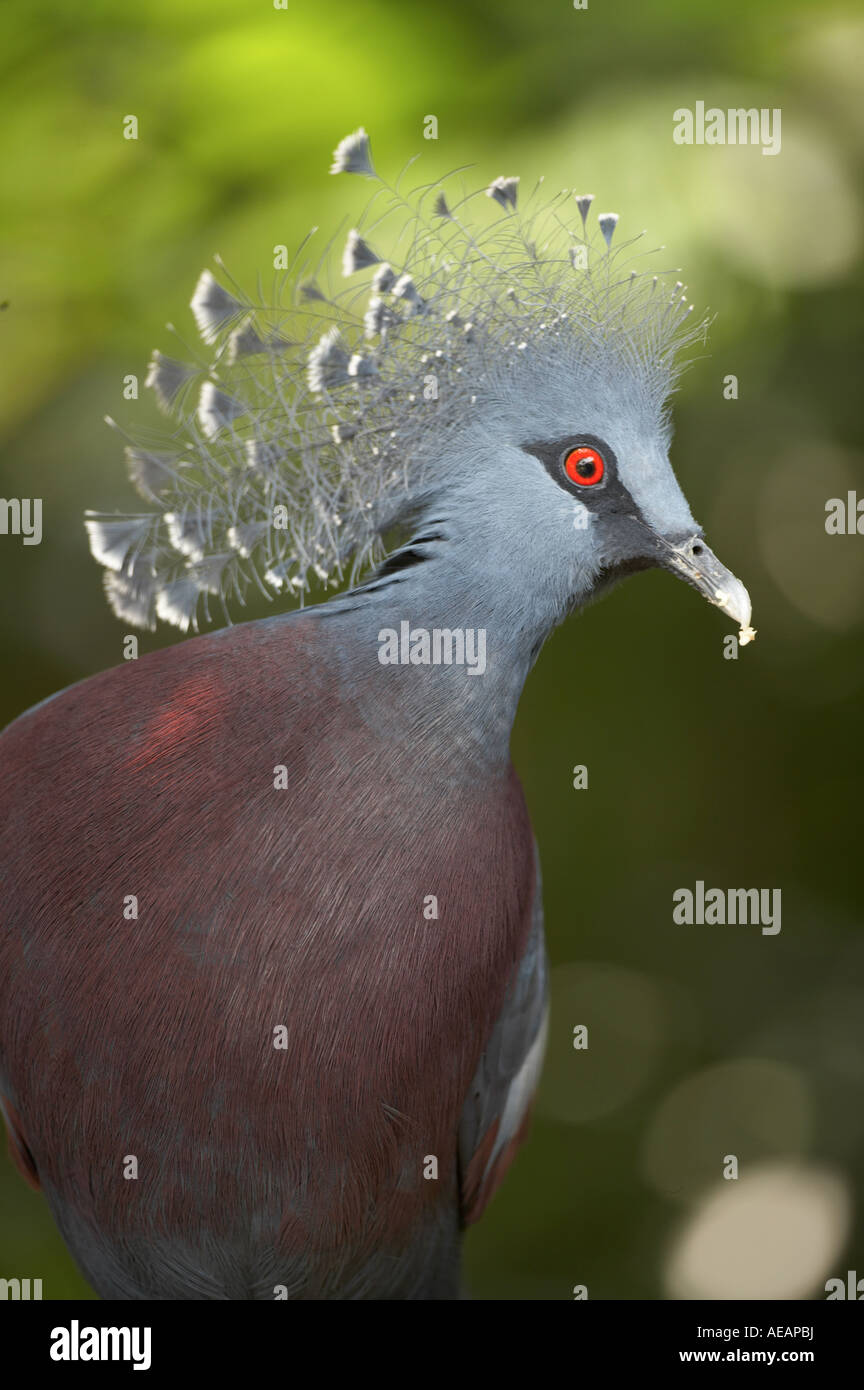 Western Crowned Pigeon, Goura cristata Stock Photo - Alamy