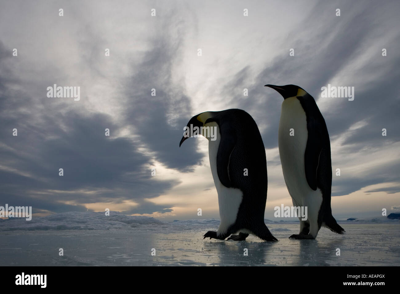 Antarctica Snow Hill Island Emperor Penguins Aptenodytes forsteri on ...