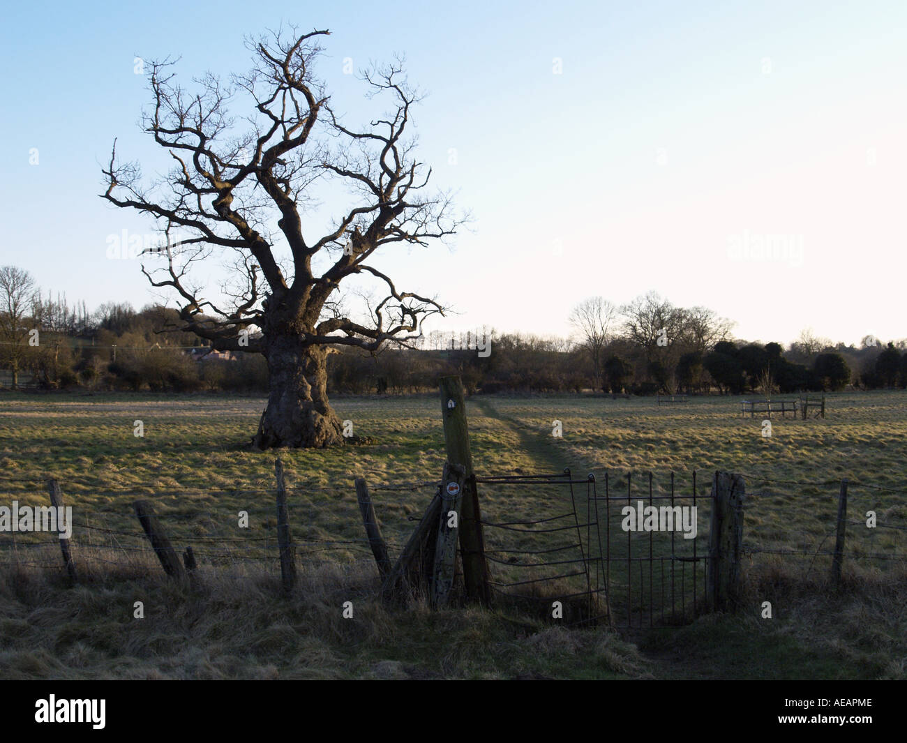 Pollarded oak trees hi-res stock photography and images - Alamy