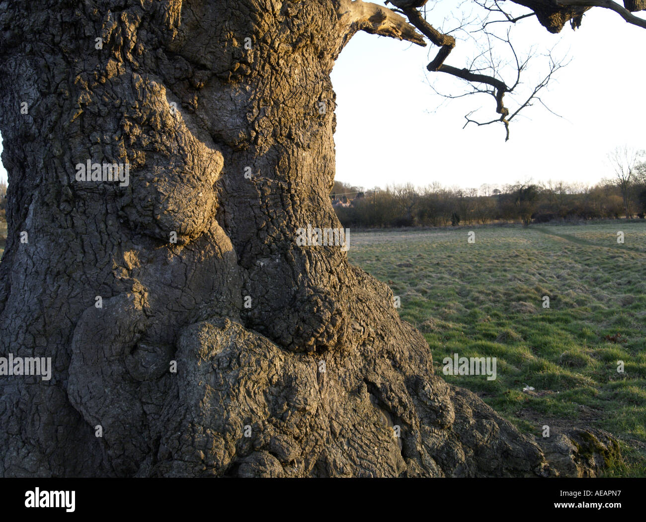 Pollarded oak trees hi-res stock photography and images - Alamy