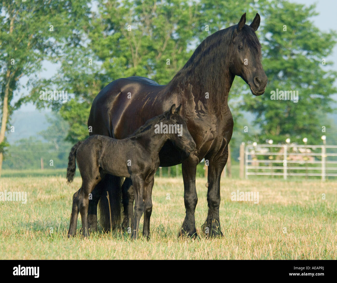 Friesian horse hi-res stock photography and images - Alamy