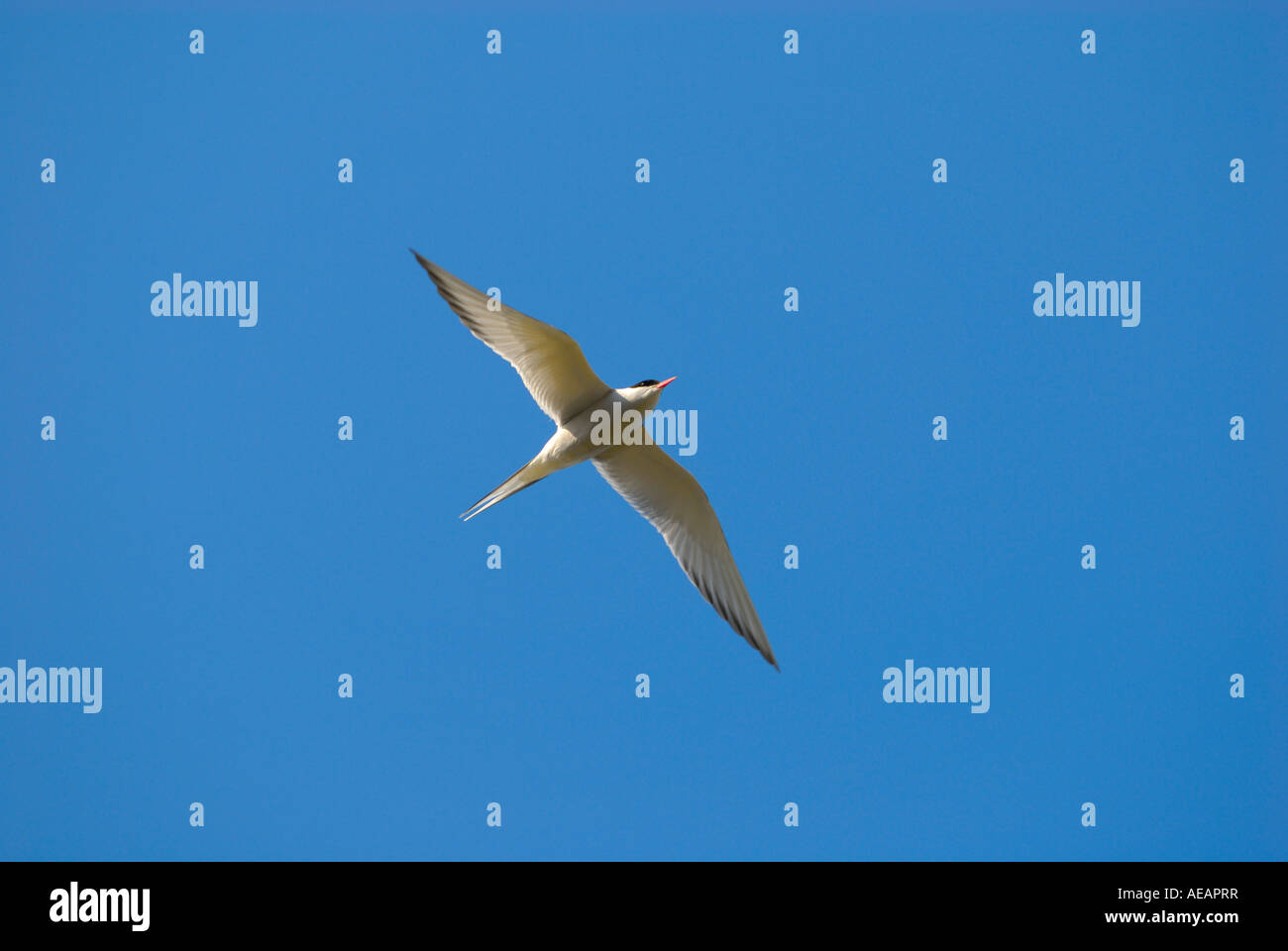 Arctic Tern, Sterna paradisaea, in blue sky, Shetland Islands, Scotland ...