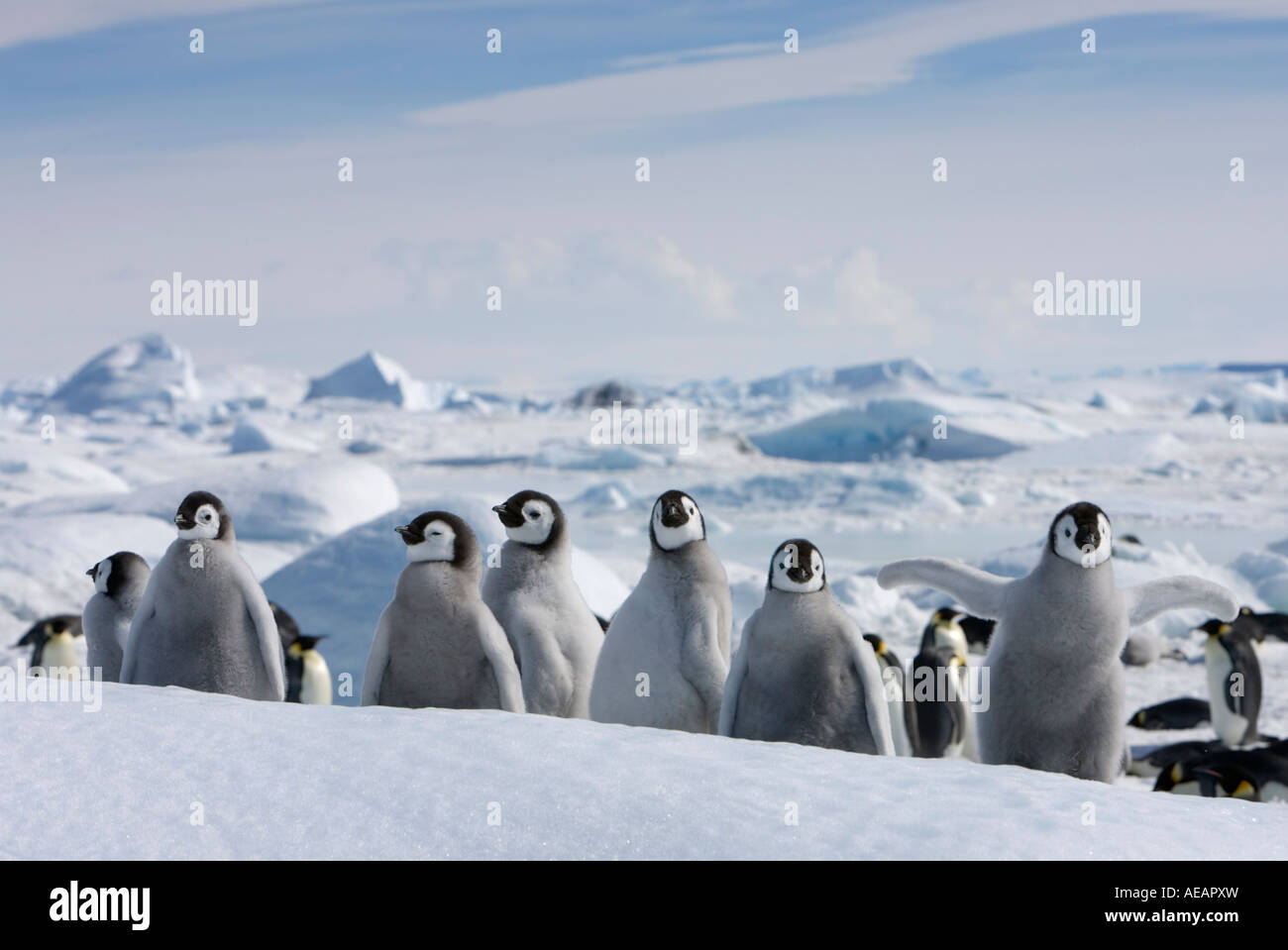 Antarctica Snow Hill Island Emperor Penguin Chicks Aptenodytes forsteri ...