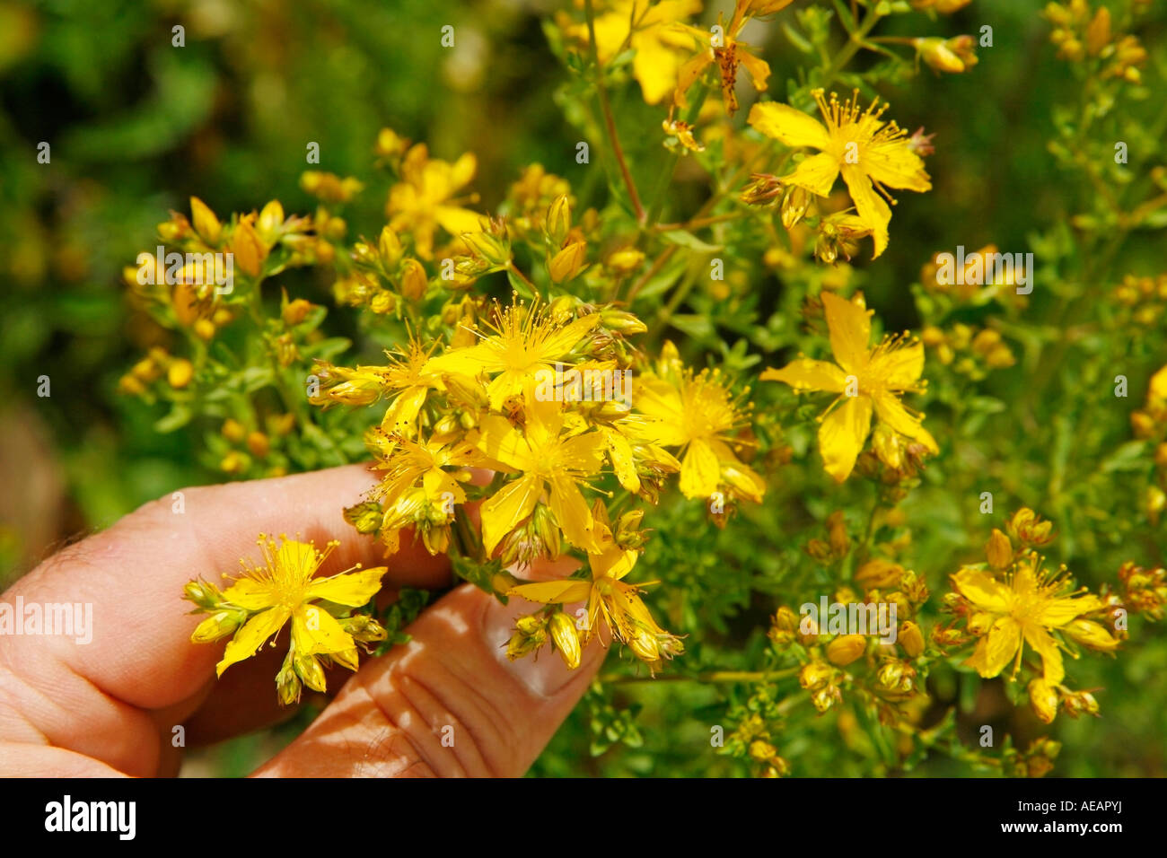 Saint John's wort (Hypericum perforatum Stock Photo - Alamy