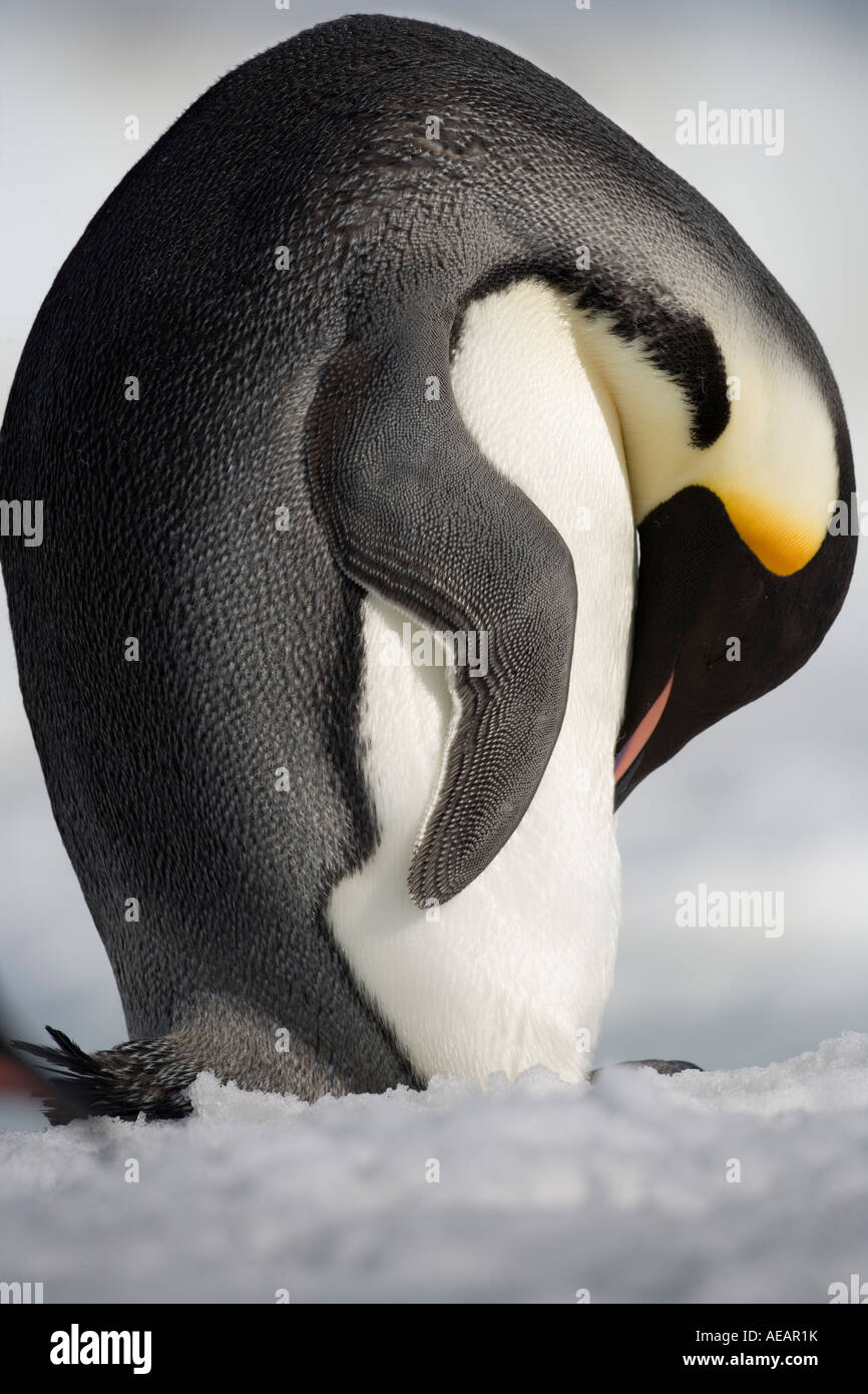 Antarctica Snow Hill Island Emperor Penguin Aptenodytes forsteri ...