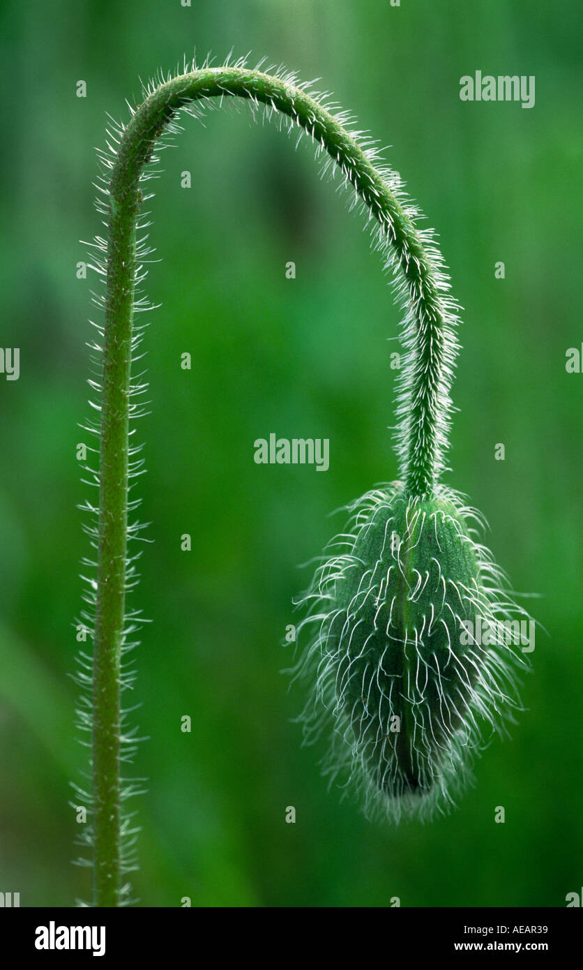 Poppy stem and unopened flower bud Stock Photo - Alamy