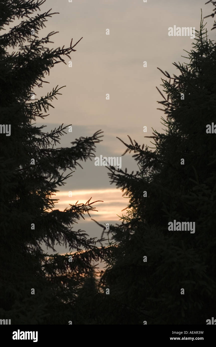 Trees At Sunset Stock Photo - Alamy