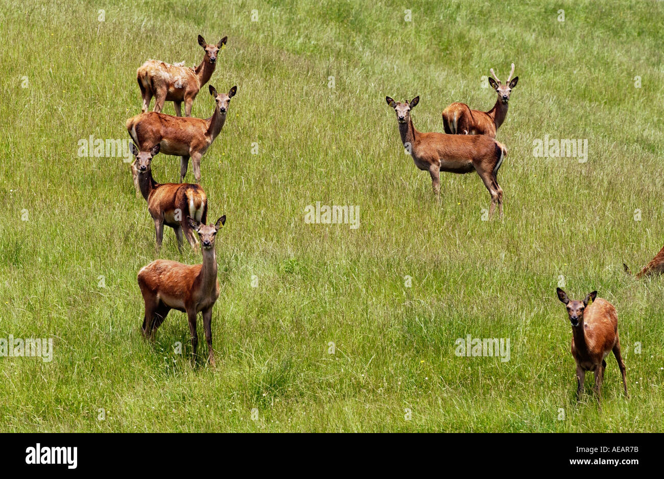 Deer in a meadow on North Island in New Zealand Stock Photo - Alamy