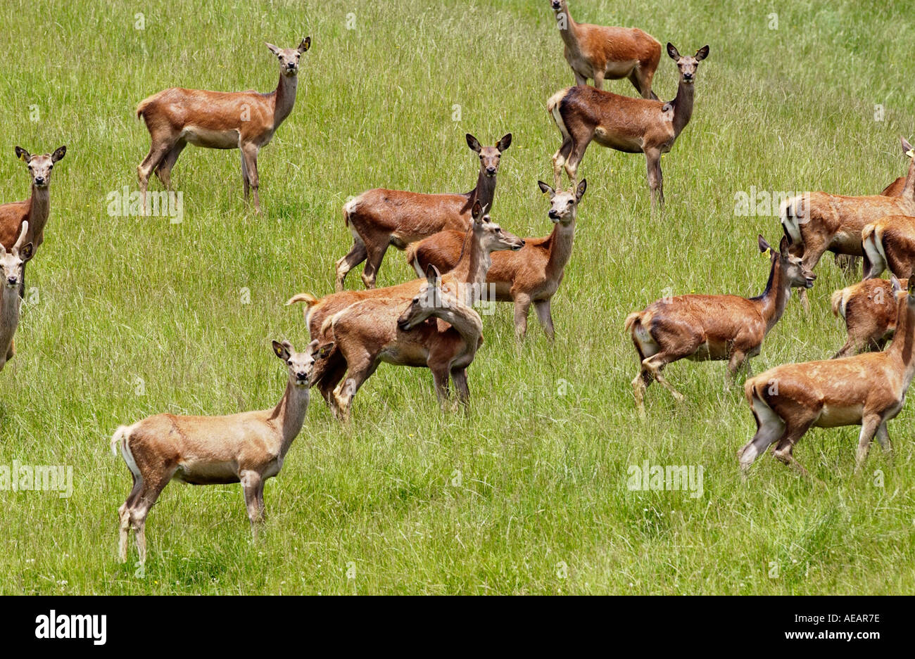 Farming deer for meat hi-res stock photography and images - Alamy