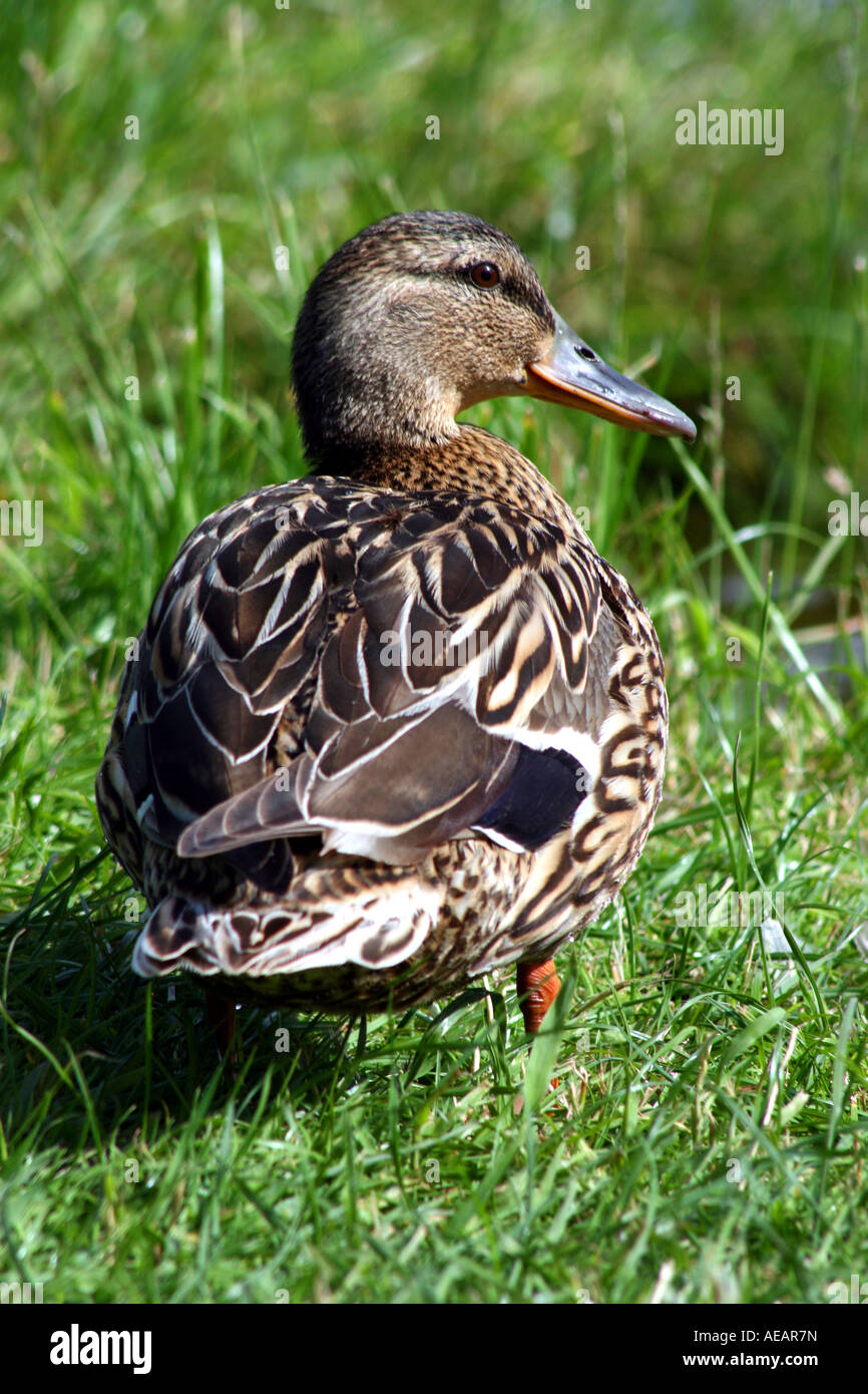 Northern Ireland Ducks