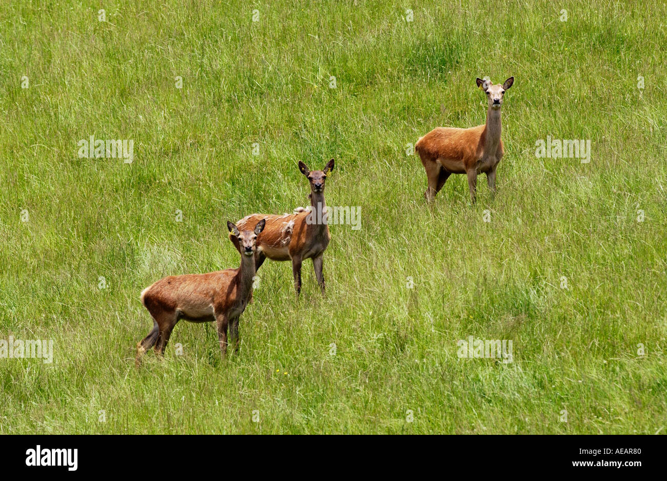 Venison island hi-res stock photography and images - Alamy