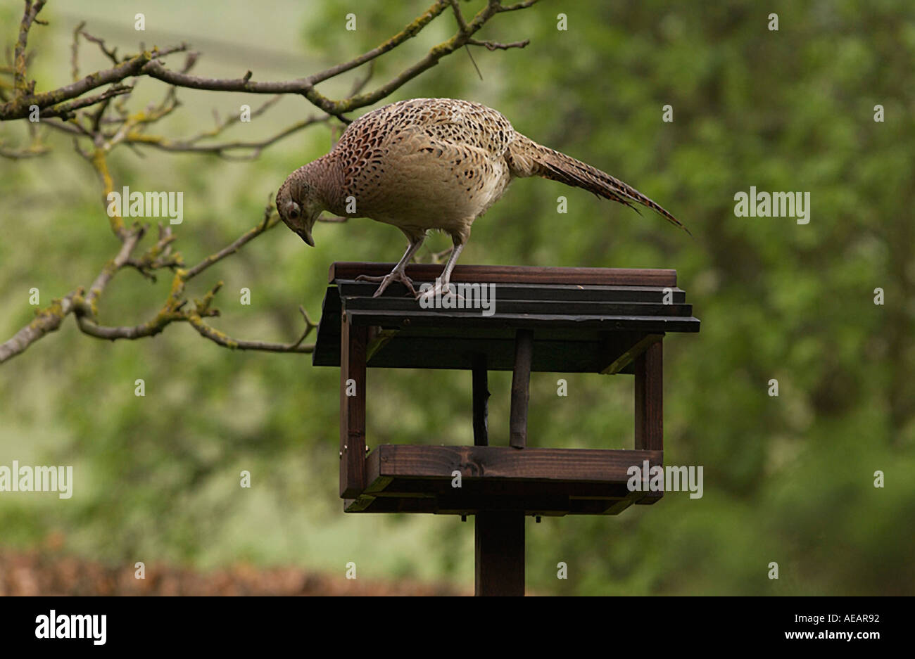 Pheasant claws hi-res stock photography and images - Alamy