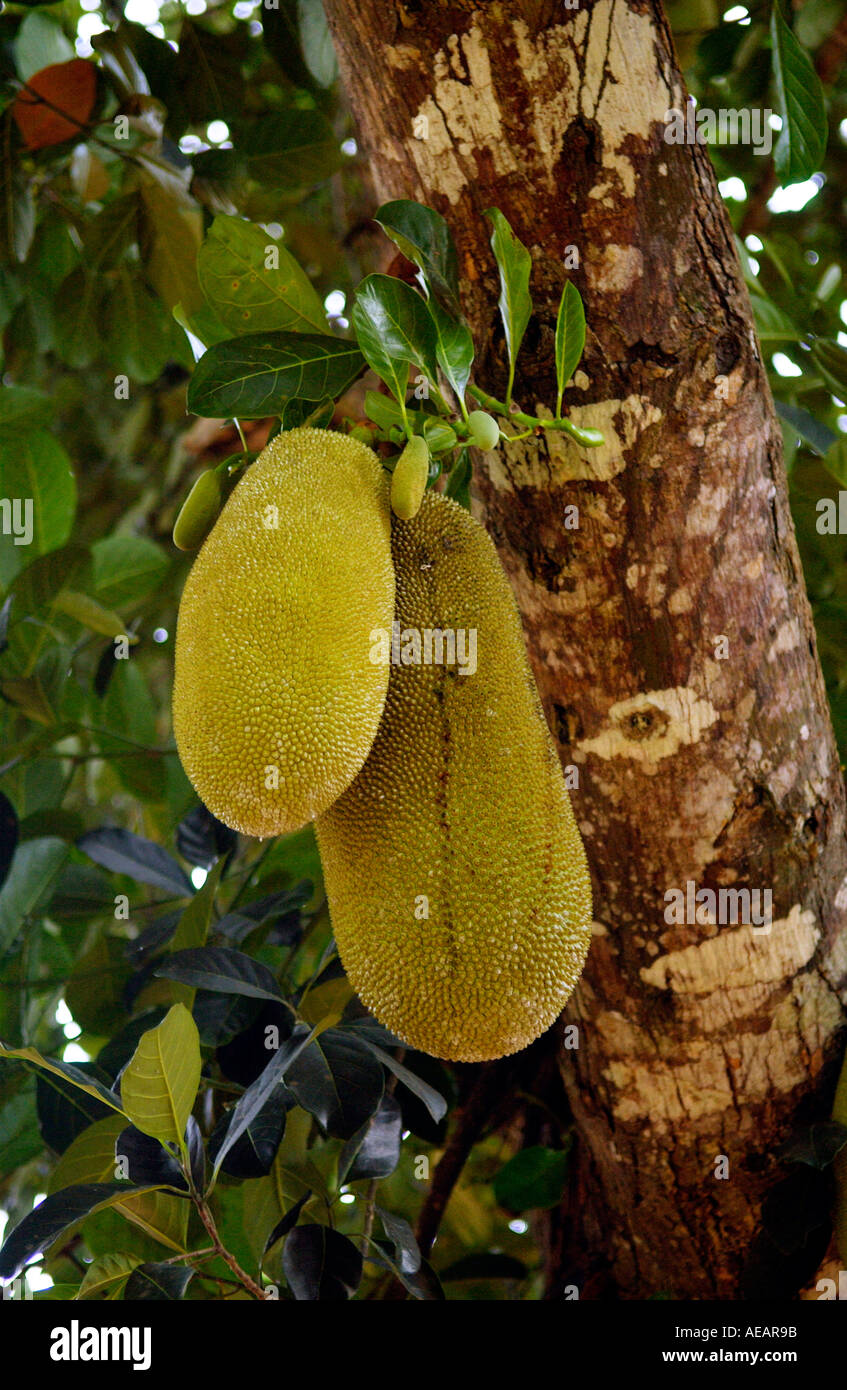 Bread fruit growing on a tree Zanzibar Stock Photo - Alamy