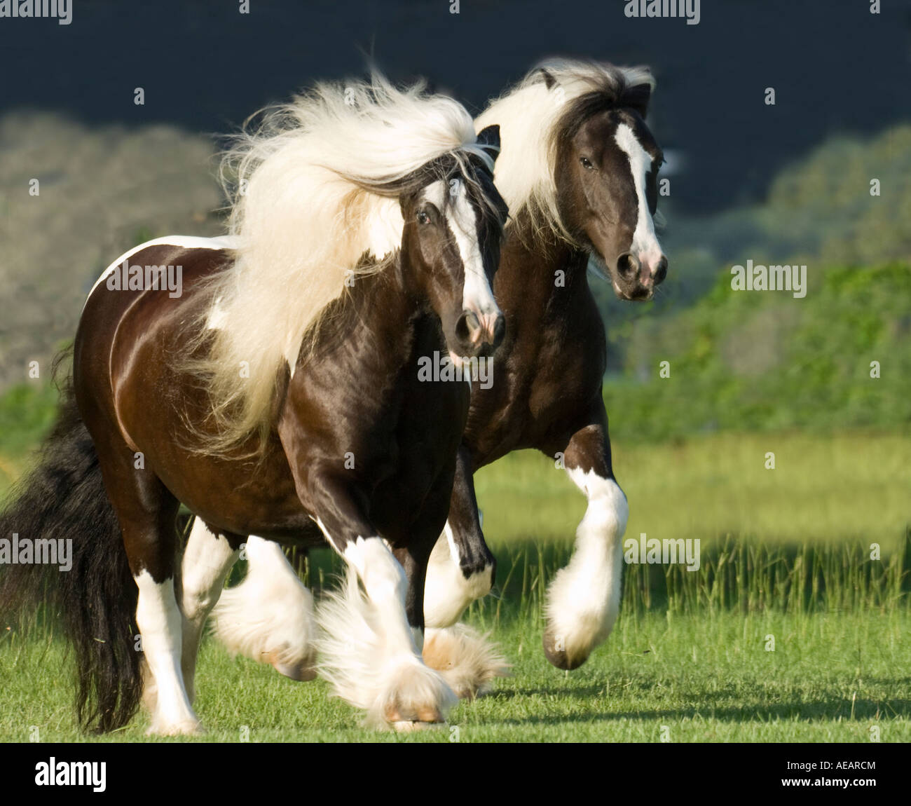 Gypsy Vanner Horse fillies Stock Photo - Alamy