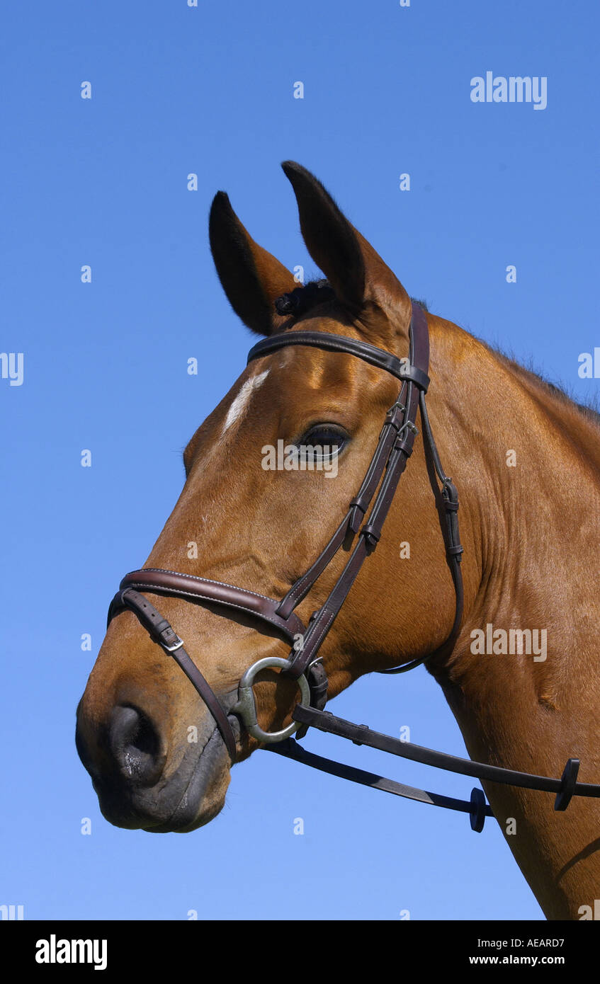 Horse called Travis A Cleveland Bay cross Thoroughbred Stock Photo - Alamy