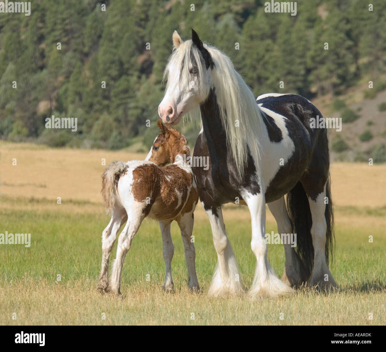 Gypsy Vanner Horse Wallpaper