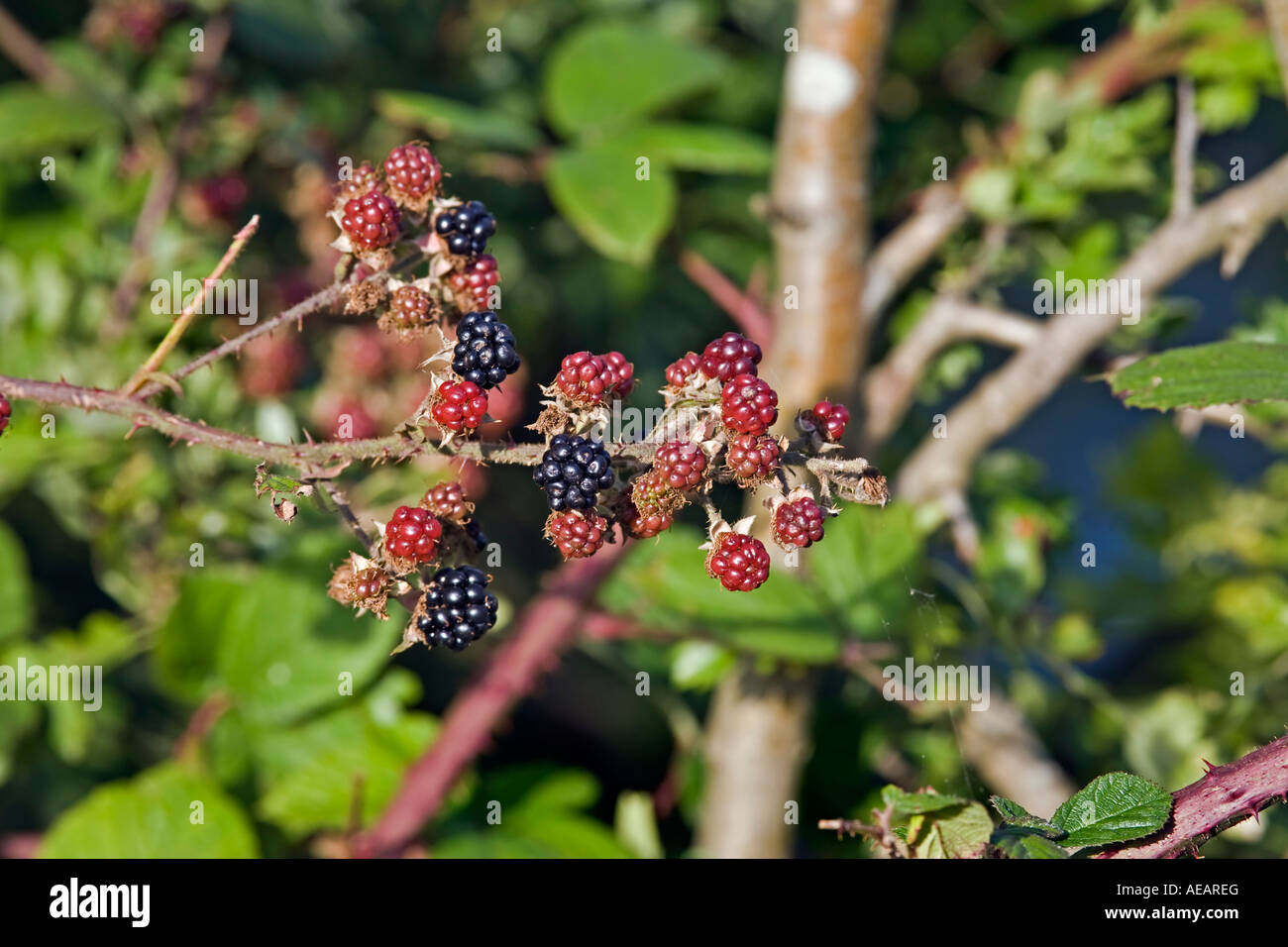 Hedgerow autumn blackberries hi-res stock photography and images - Alamy