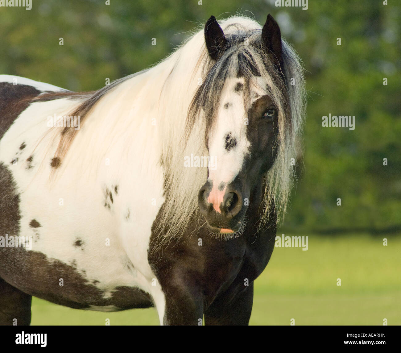 Gypsy vanner horse piebald mare hi-res stock photography and images - Alamy