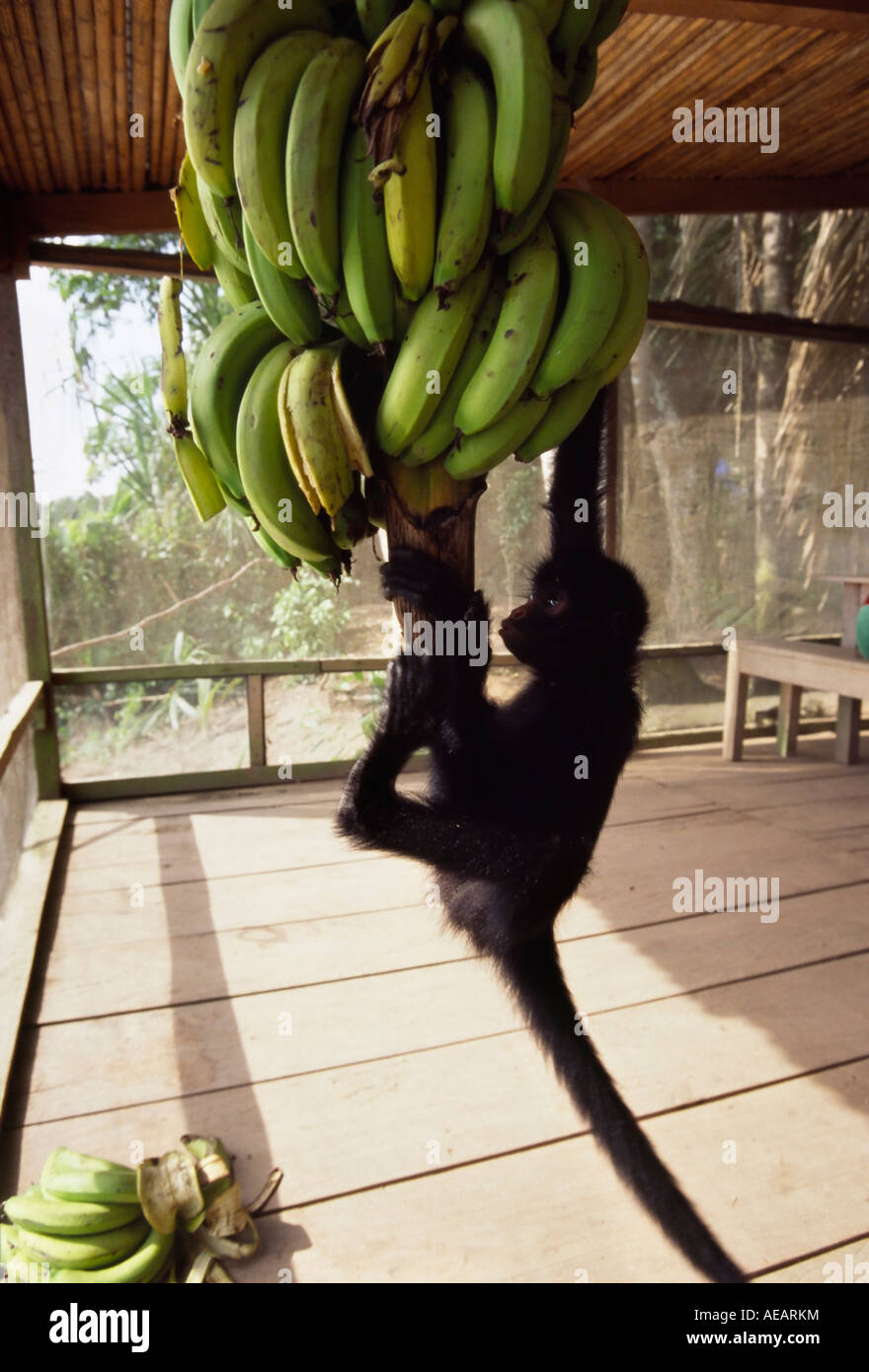 Spider monkey - Amazon basin, Beni BOLIVIA Stock Photo - Alamy