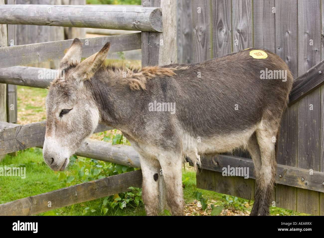 Donkey in pen at New Forest Pony Sales Hampshire England UK Stock Photo ...