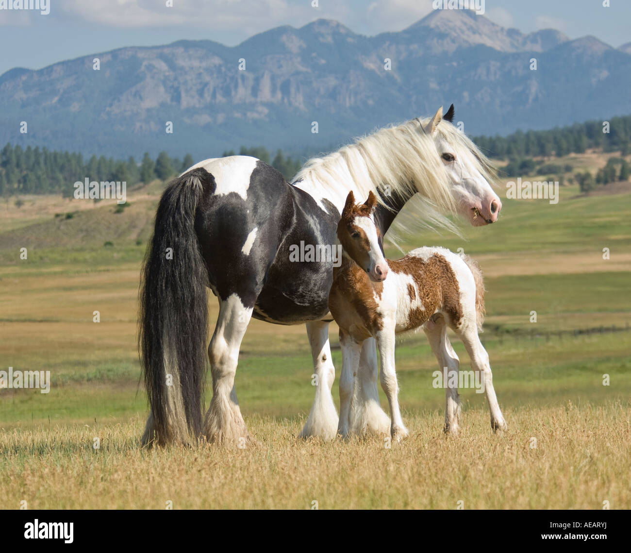 Gypsy Vanner Horse mare with foal Stock Photo - Alamy