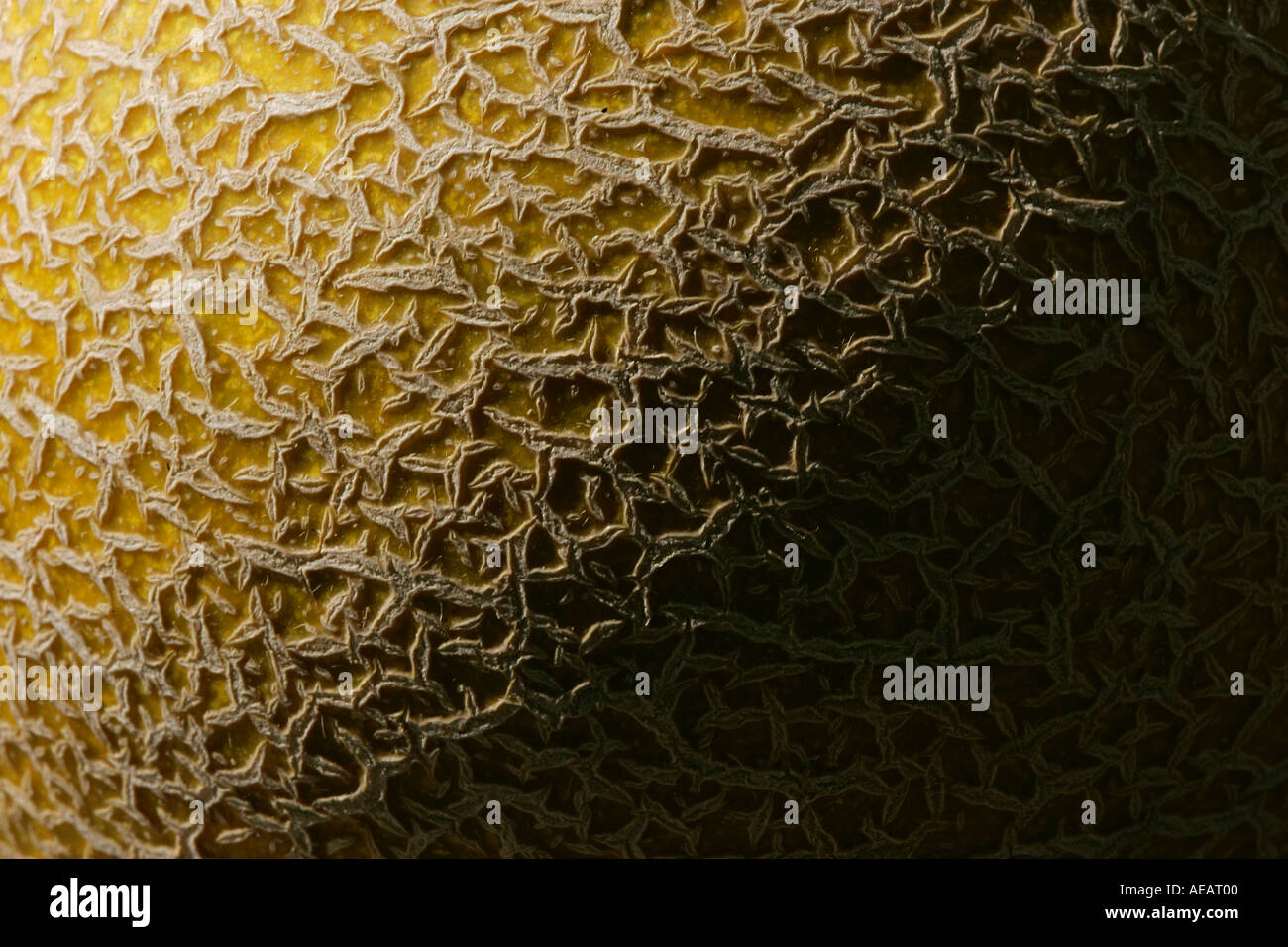 Ogen Melon Skin Stock Photo - Alamy