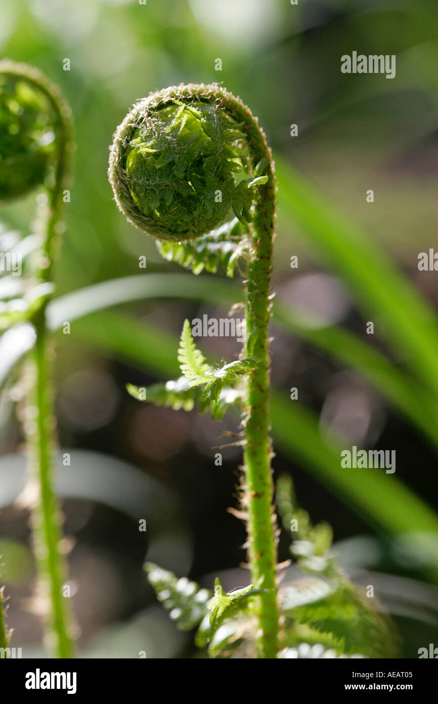 Curled stems hi-res stock photography and images - Alamy