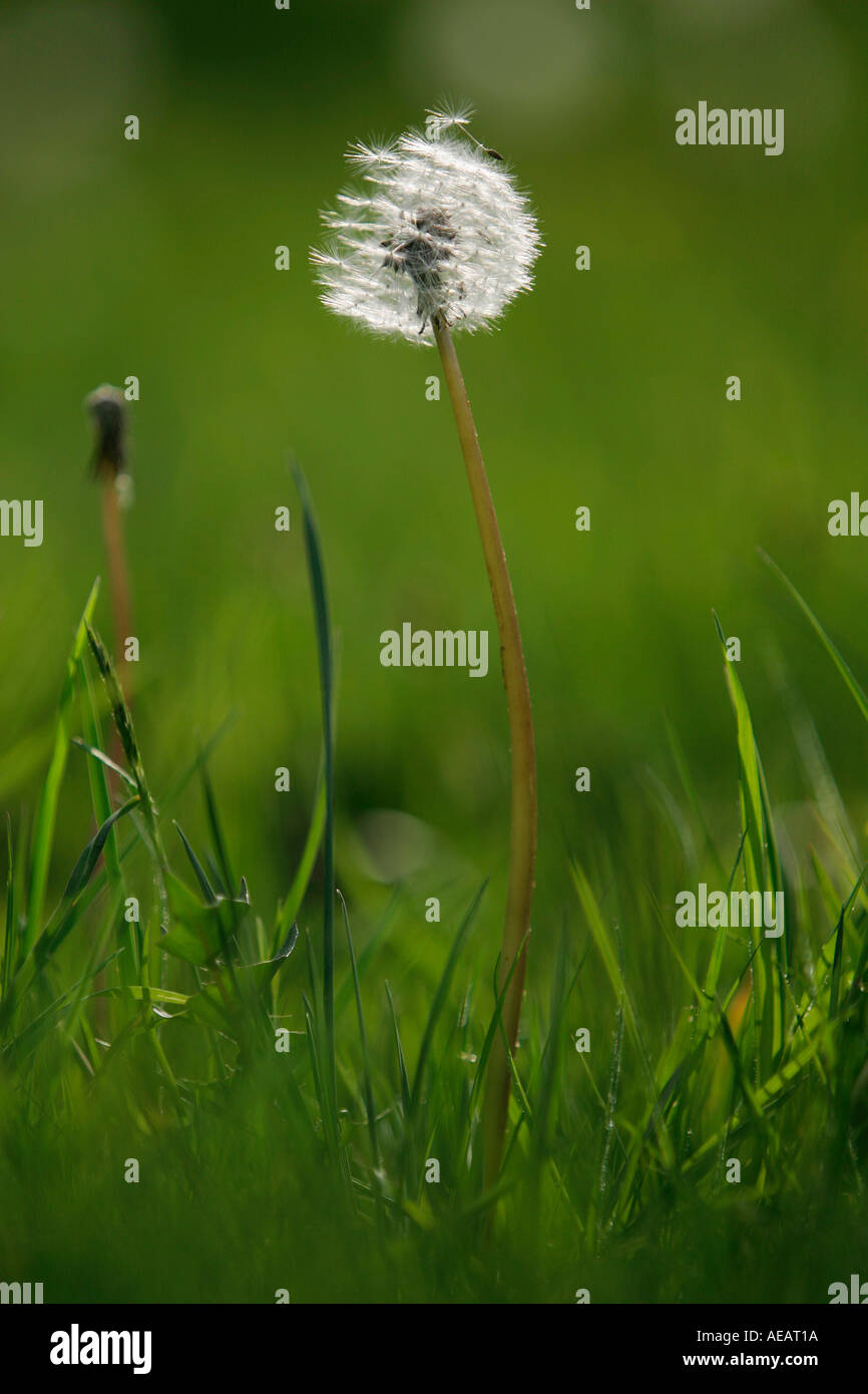 Dandelion seed dispersal England Stock Photo - Alamy