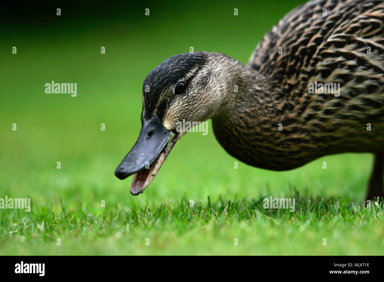 Mallard duck beak open hi-res stock photography and images - Alamy