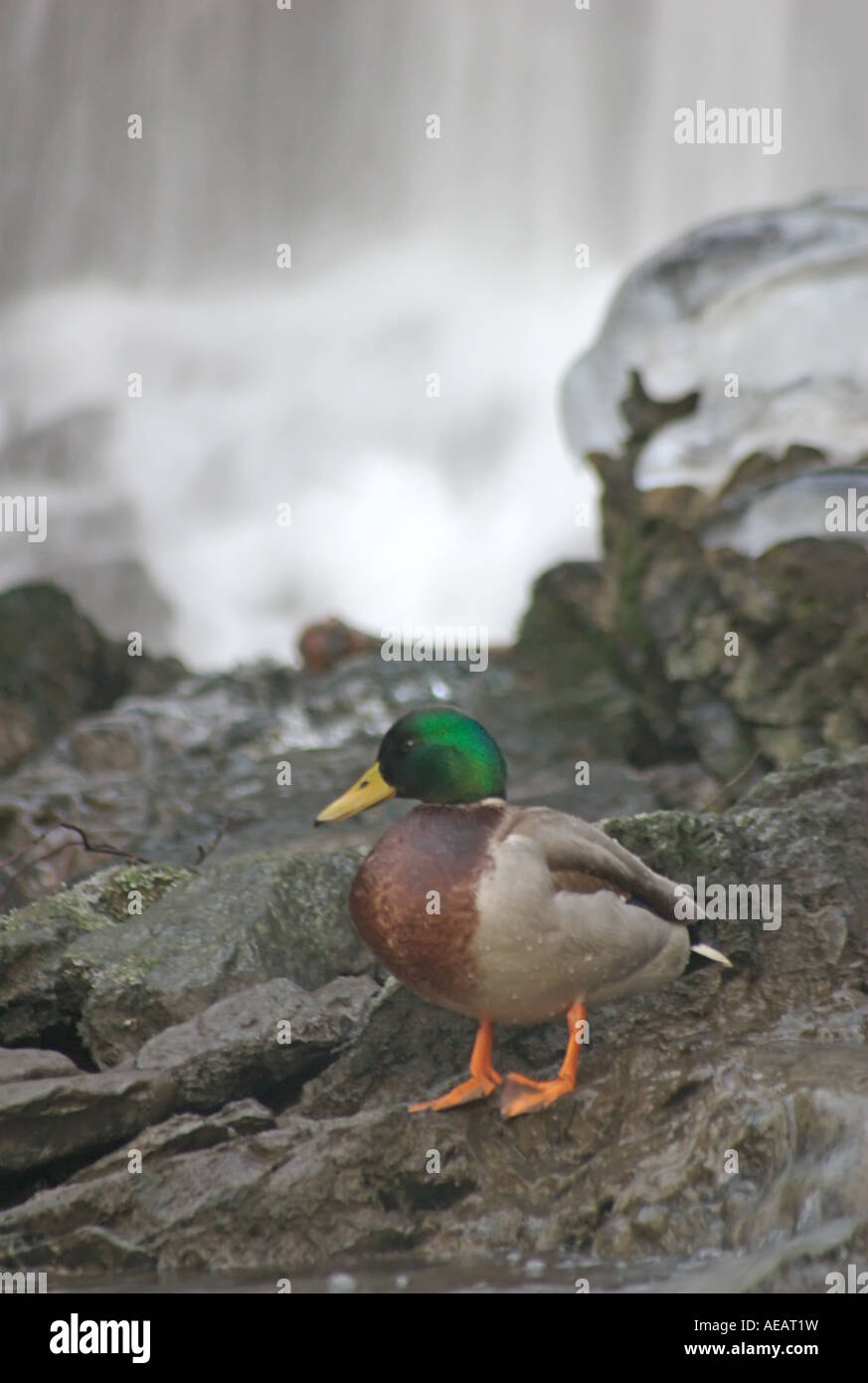 Male mallard duck standing waterfall hi-res stock photography and ...