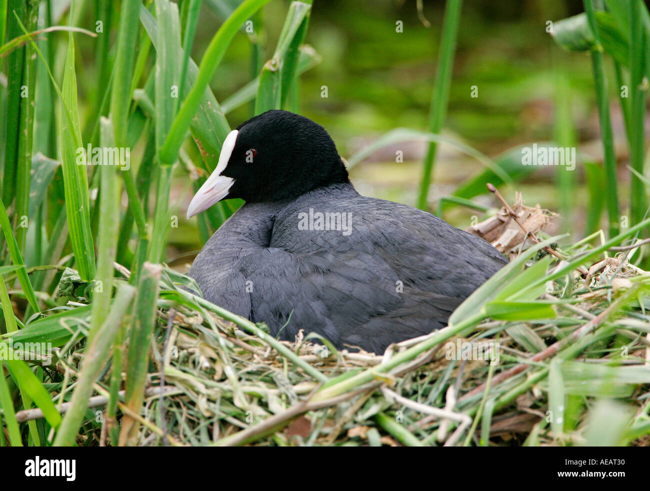 Coot sits on nest incubating eggs on a stream near the River Thames in ...