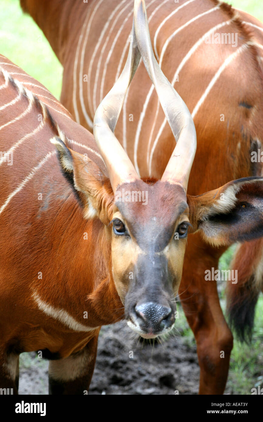 Bongo Antelope Kenya Africa High Resolution Stock Photography and ...