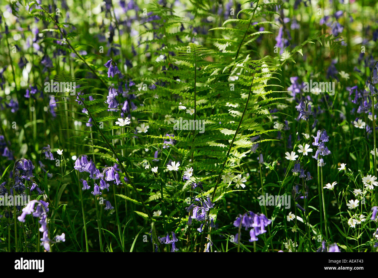Ferns and bluebells hi-res stock photography and images - Alamy