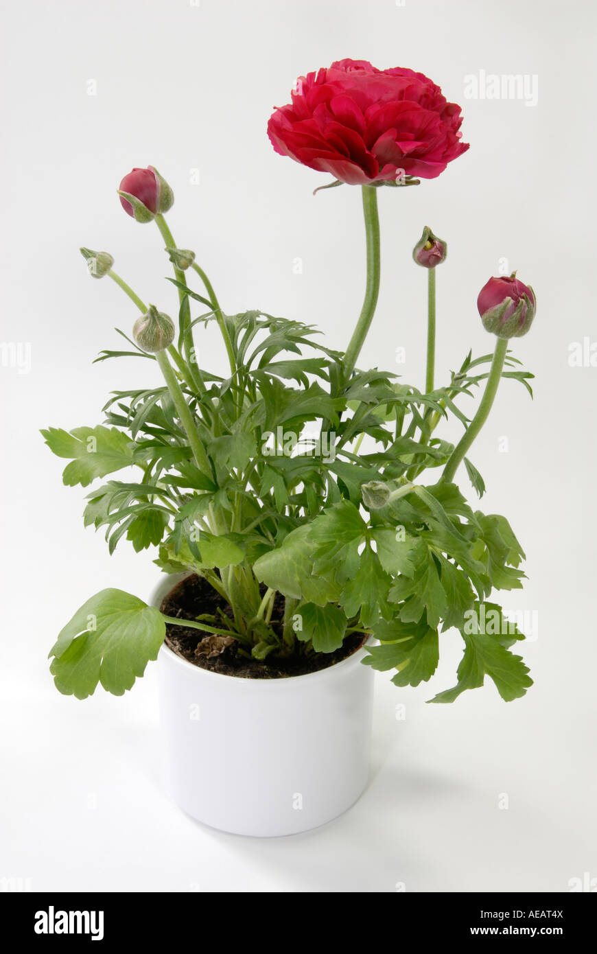 Turban Ranunculus, Persian Buttercup (Ranunculus asiaticus hybrid ...